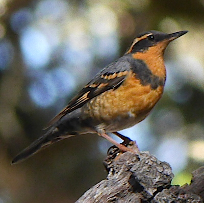 Field Trips | Madrone Audubon Society