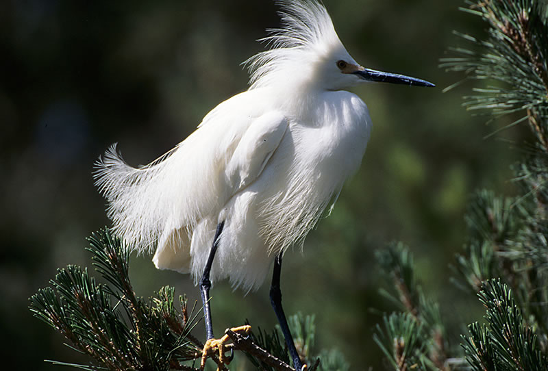 Gallery | Madrone Audubon Society