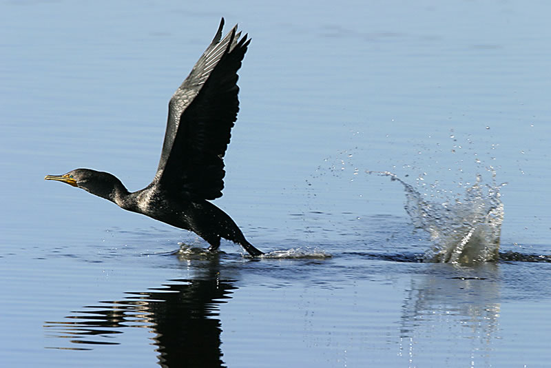 Gallery | Madrone Audubon Society