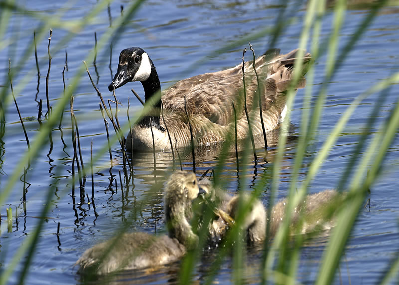 Gallery | Madrone Audubon Society