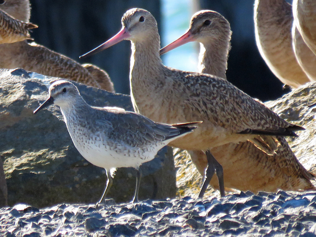 Gallery | Madrone Audubon Society